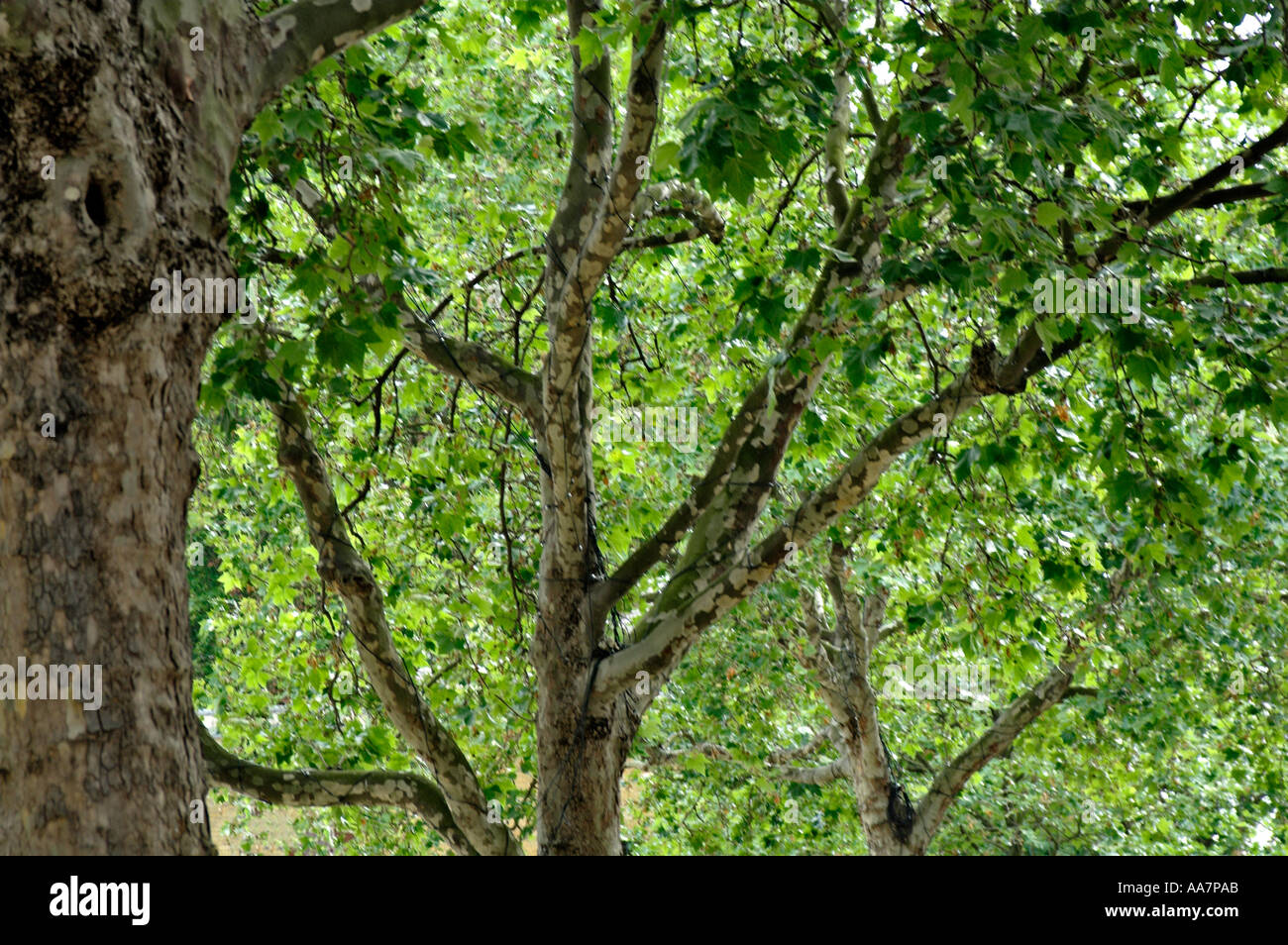 London plane trees hi-res stock photography and images - Alamy