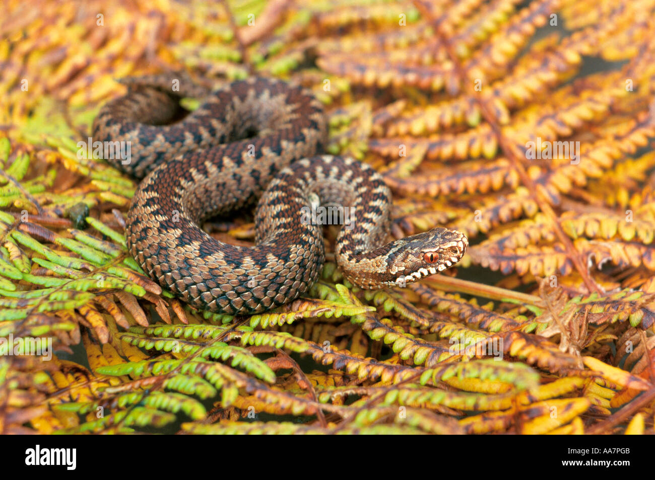 Young adder hi-res stock photography and images - Alamy