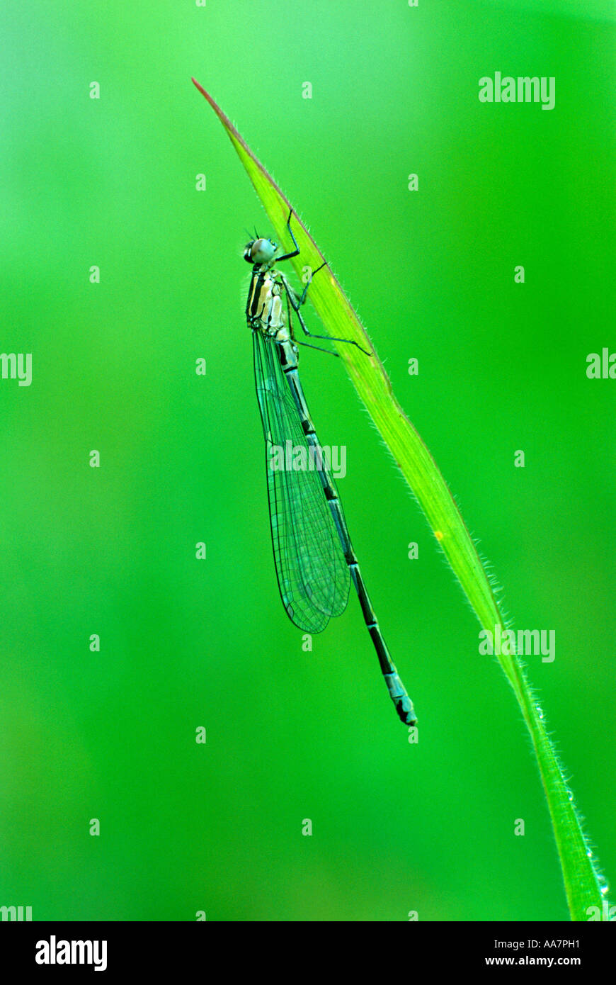 Male damselfly cornwall insect hi-res stock photography and images - Alamy