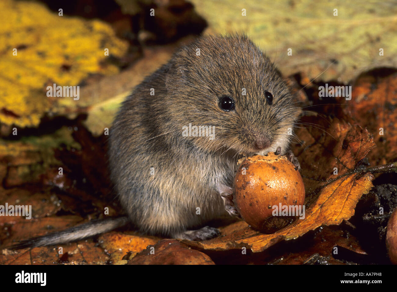 Hazel bank hi-res stock photography and images - Alamy
