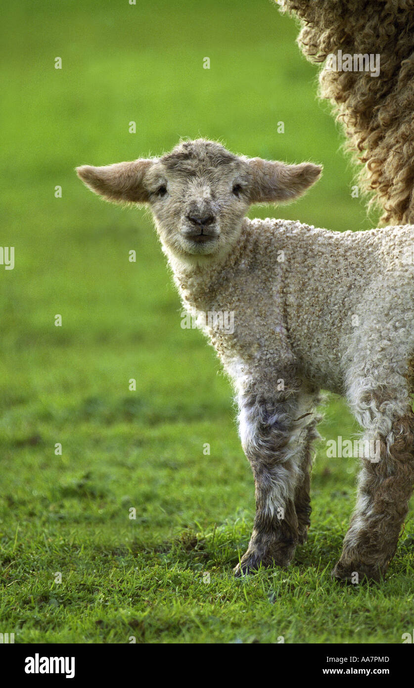 Devon and cornwall longwool hi-res stock photography and images - Alamy