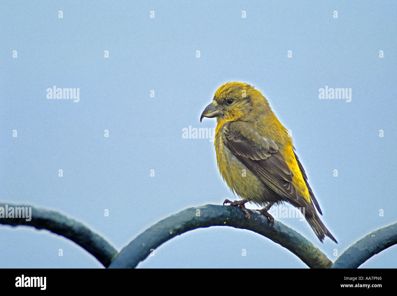 Female crossbill uk hi-res stock photography and images - Alamy