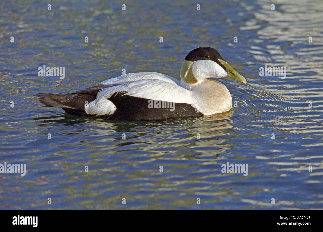 Eider drake hi-res stock photography and images - Alamy