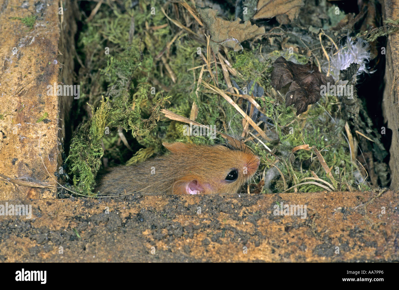 Dormouse uk nest hi-res stock photography and images - Alamy