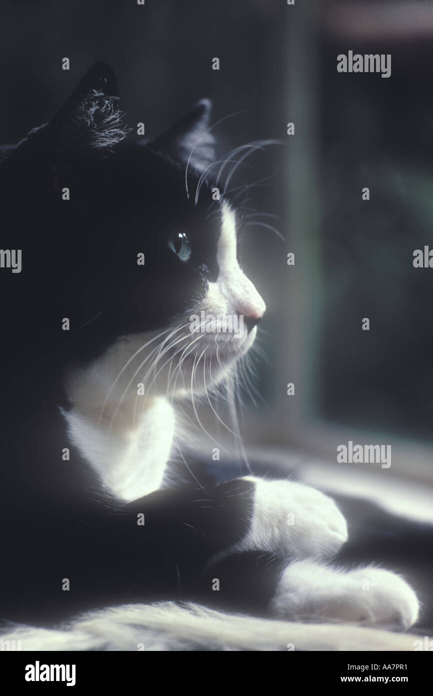 Paws crossed cat hi-res stock photography and images - Alamy