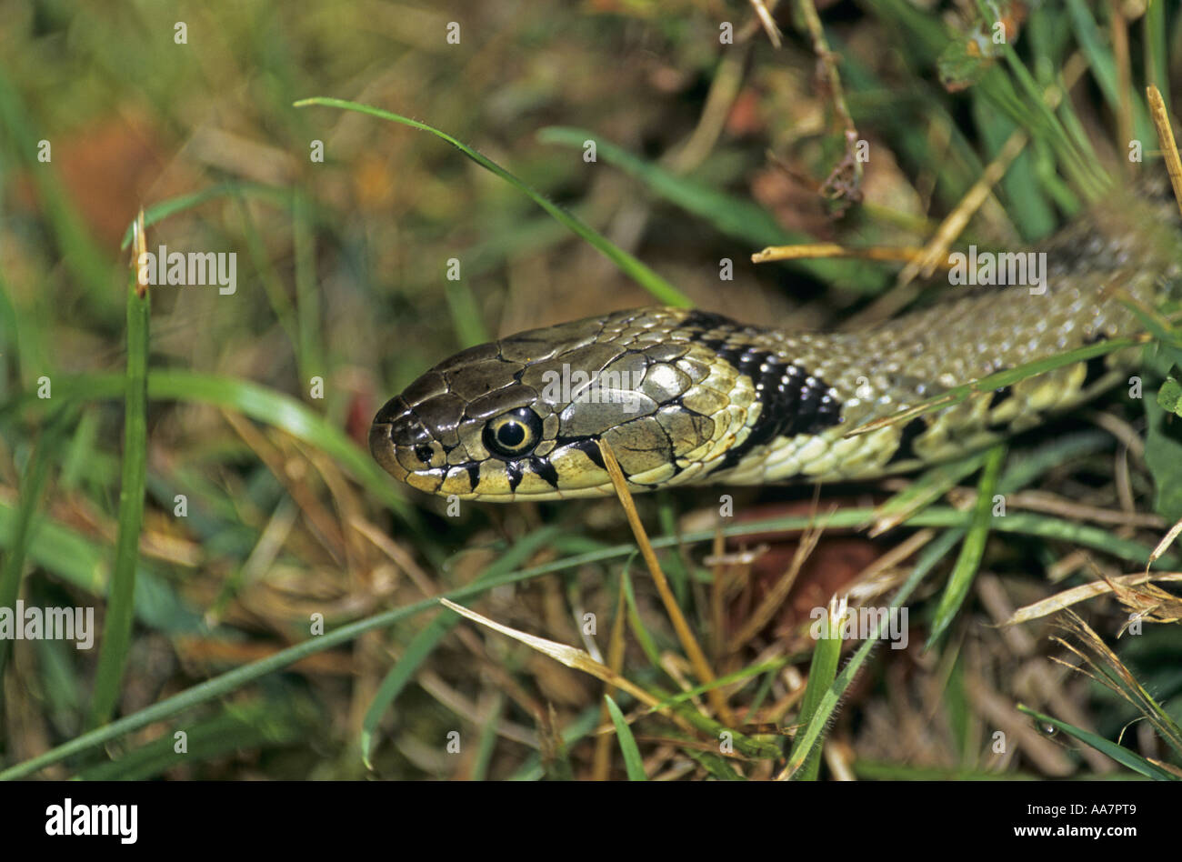 Grass snake Natrix natrix Stock Photo - Alamy