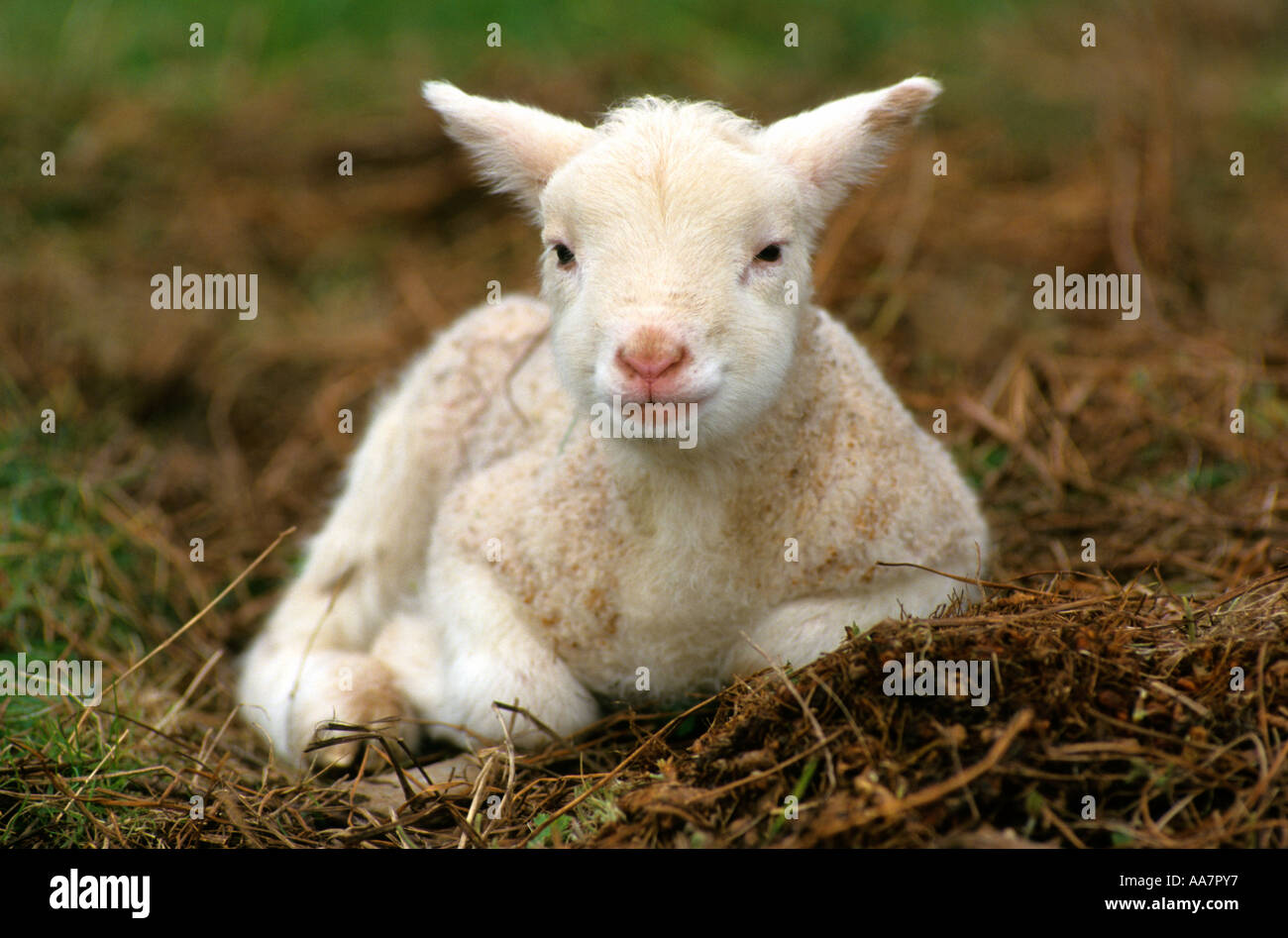 Cornwall cute hi-res stock photography and images - Alamy