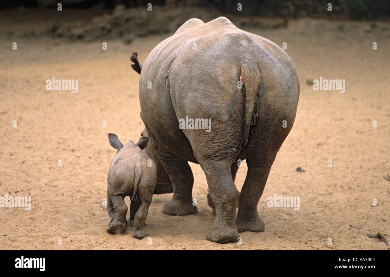 White rhino rear hi-res stock photography and images - Alamy