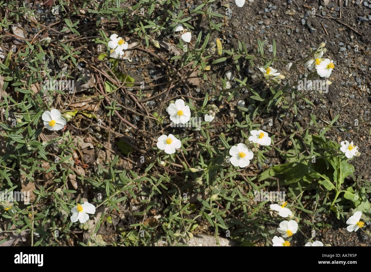 White yellow spring flowers of white rock-rose, is a white-flowering ...