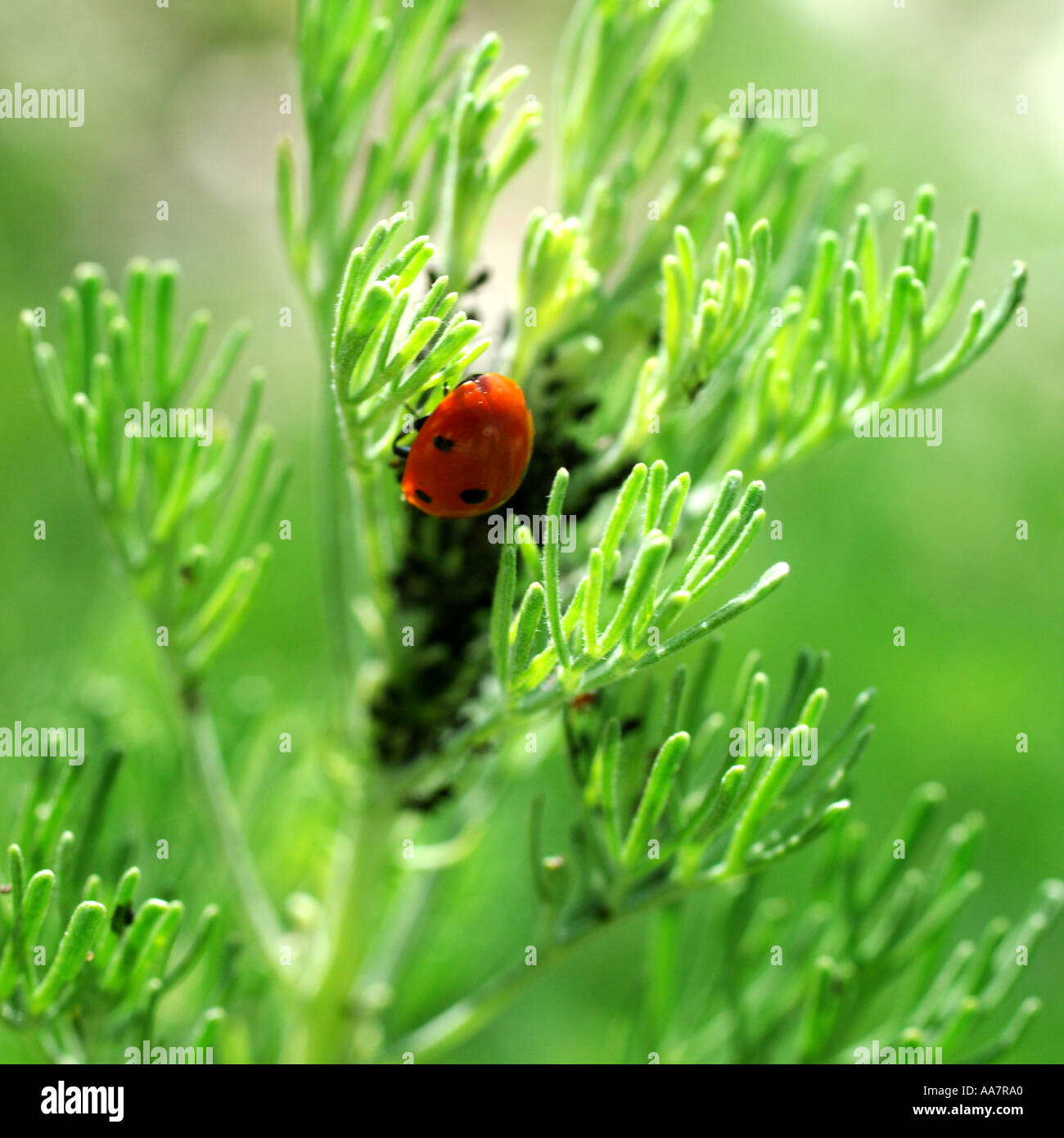 On ferns hi-res stock photography and images - Alamy