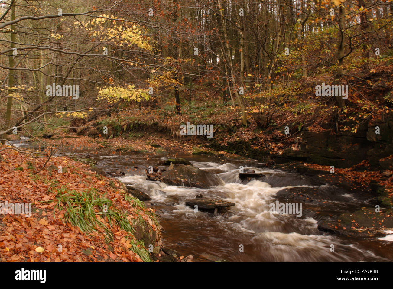 River Dane in the peak district Cheshire Derbyshire UK Stock Photo - Alamy