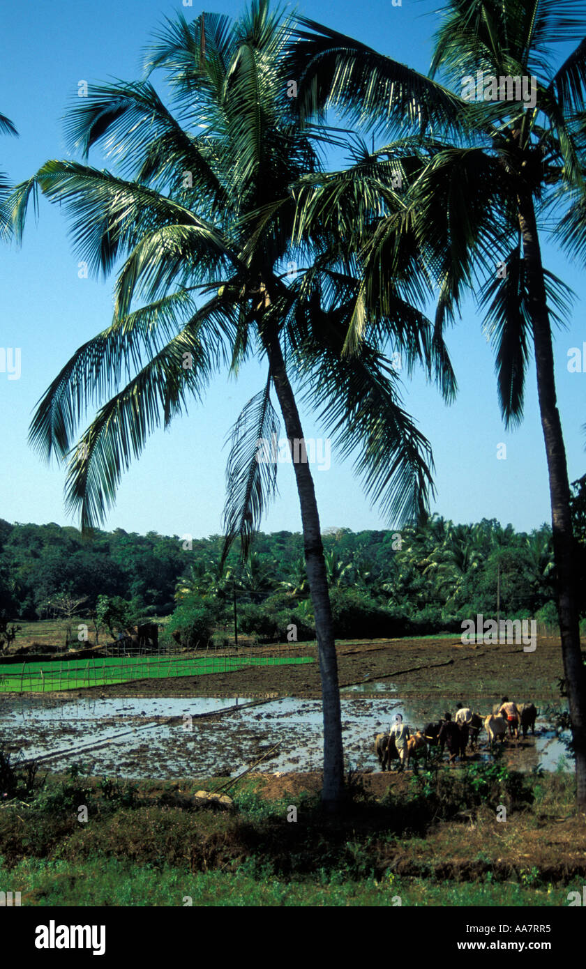Paddy field goa hi-res stock photography and images - Alamy