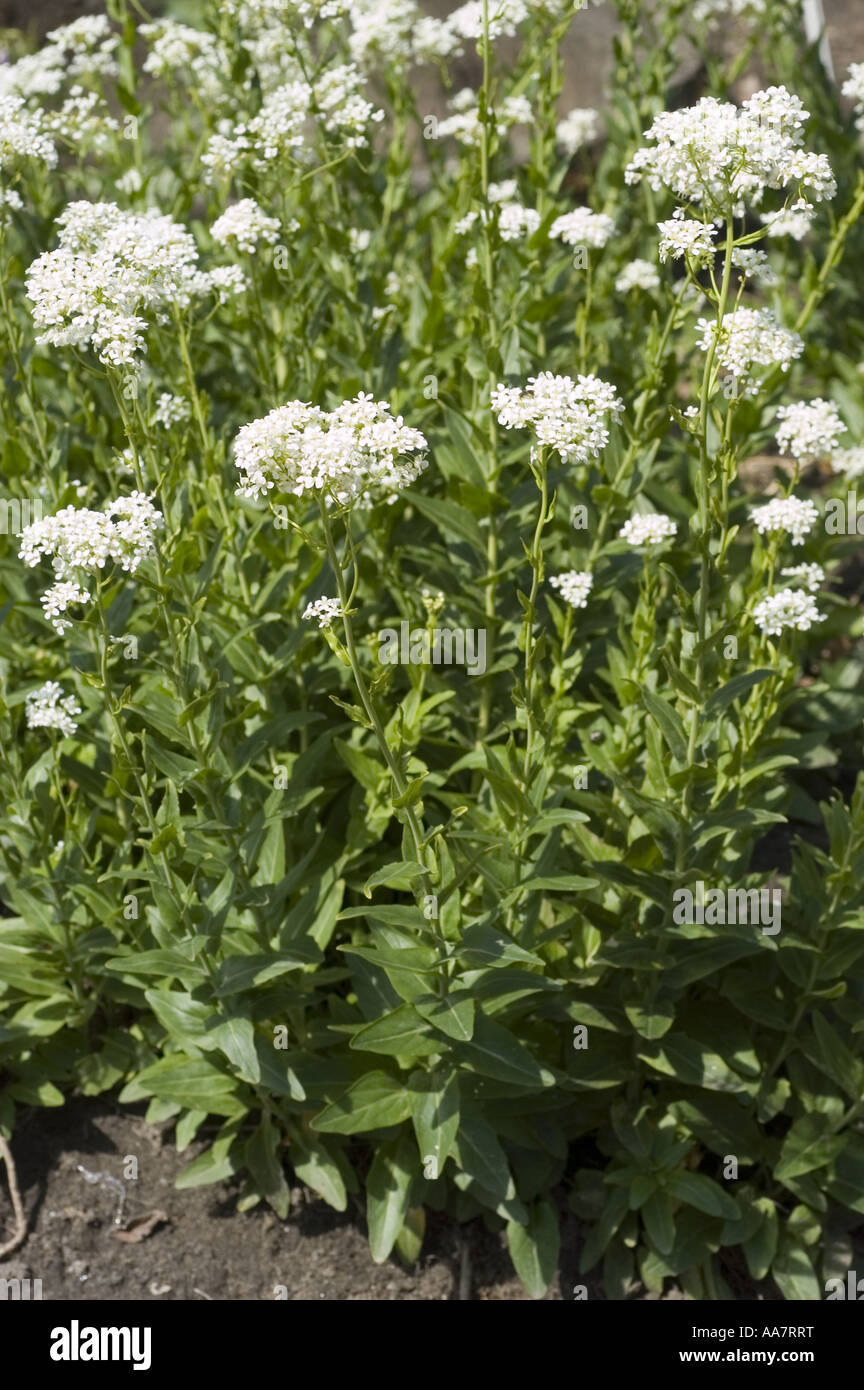 Yellow spring flowers of Garlic cress - Brassicaceae - Peltaria ...