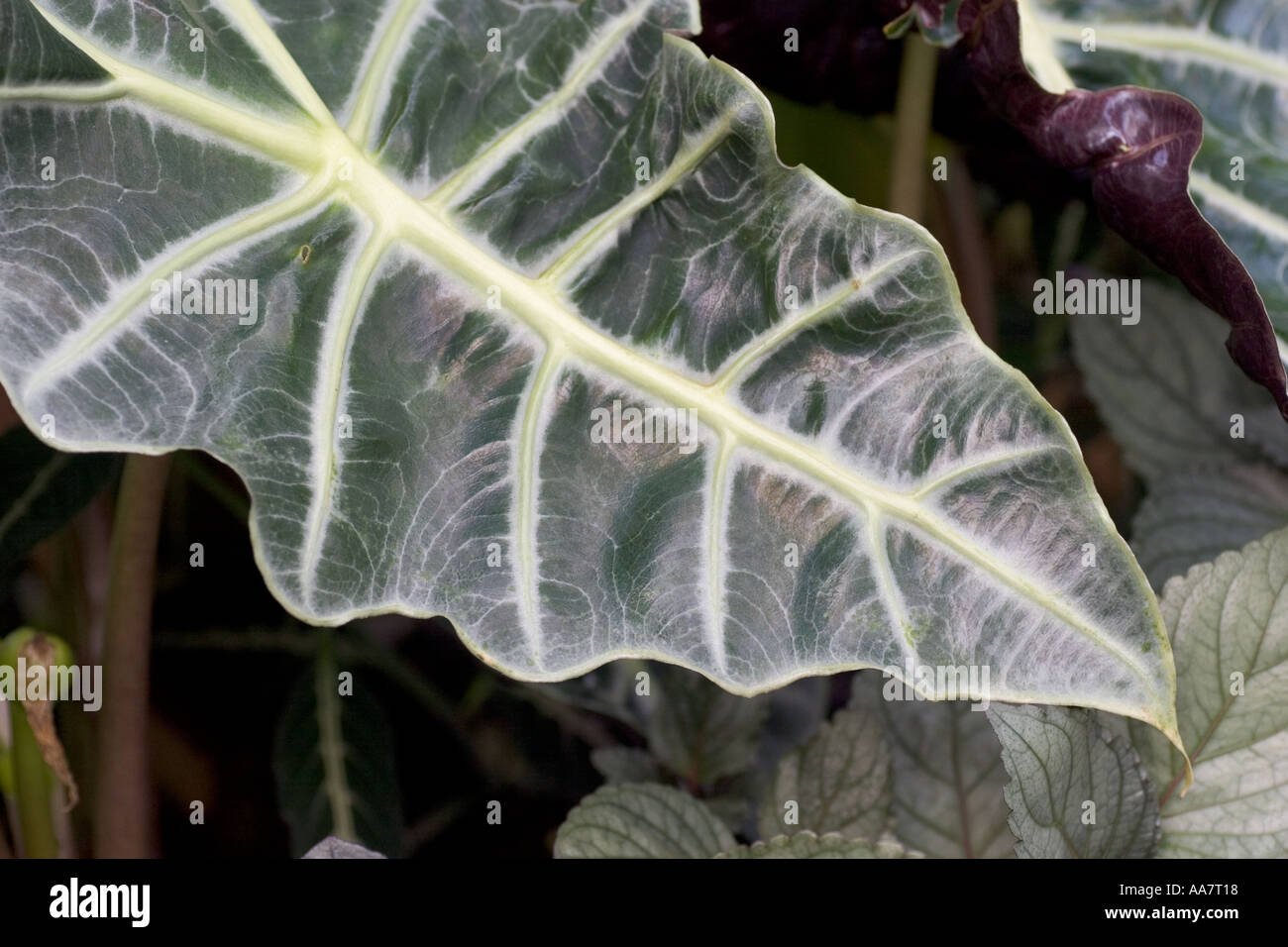African Mask Alocasia amazonica leaf Stock Photo - Alamy