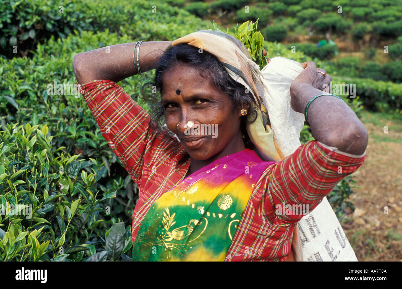 Tea picker, Nuwara Eliya, Sri Lanka Stock Photo - Alamy