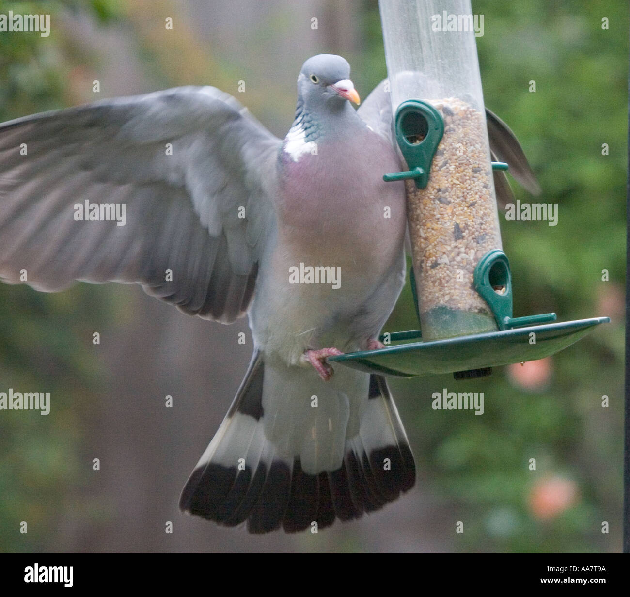 Pidgeon hi-res stock photography and images - Alamy