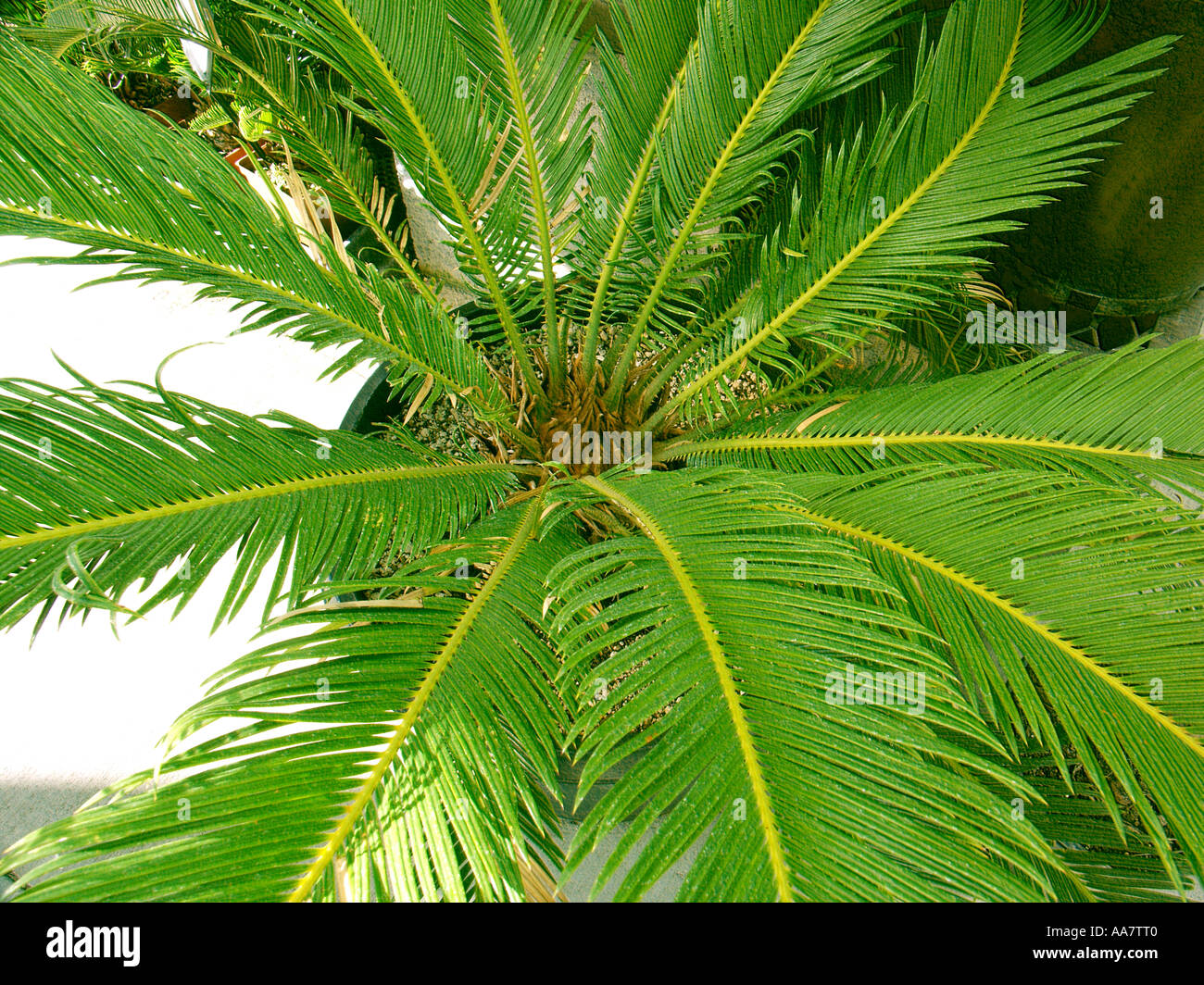 Sago palm fronds hi-res stock photography and images - Alamy