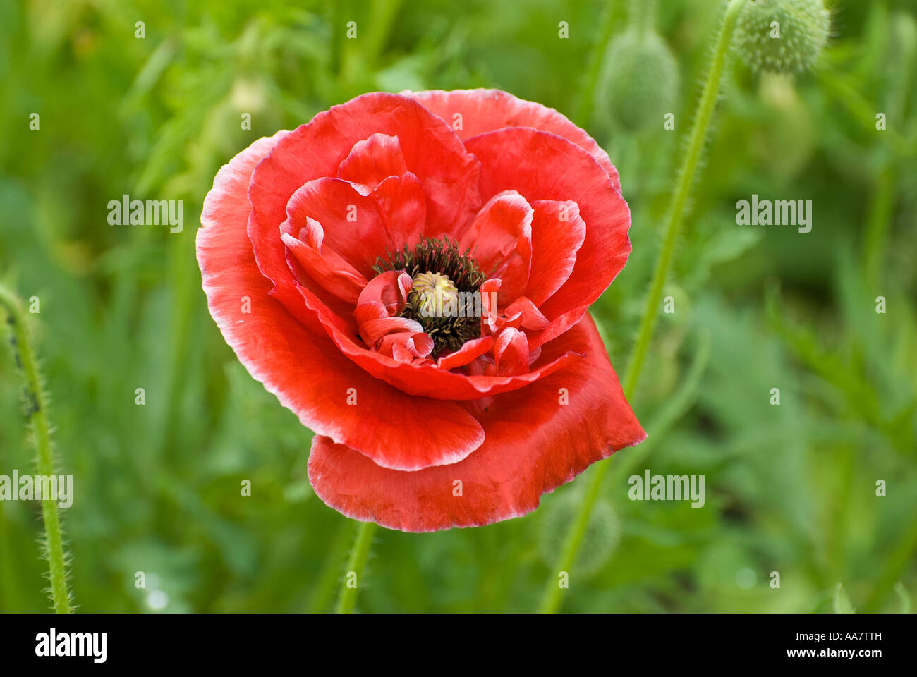 Single Double Poppy flower Stock Photo - Alamy
