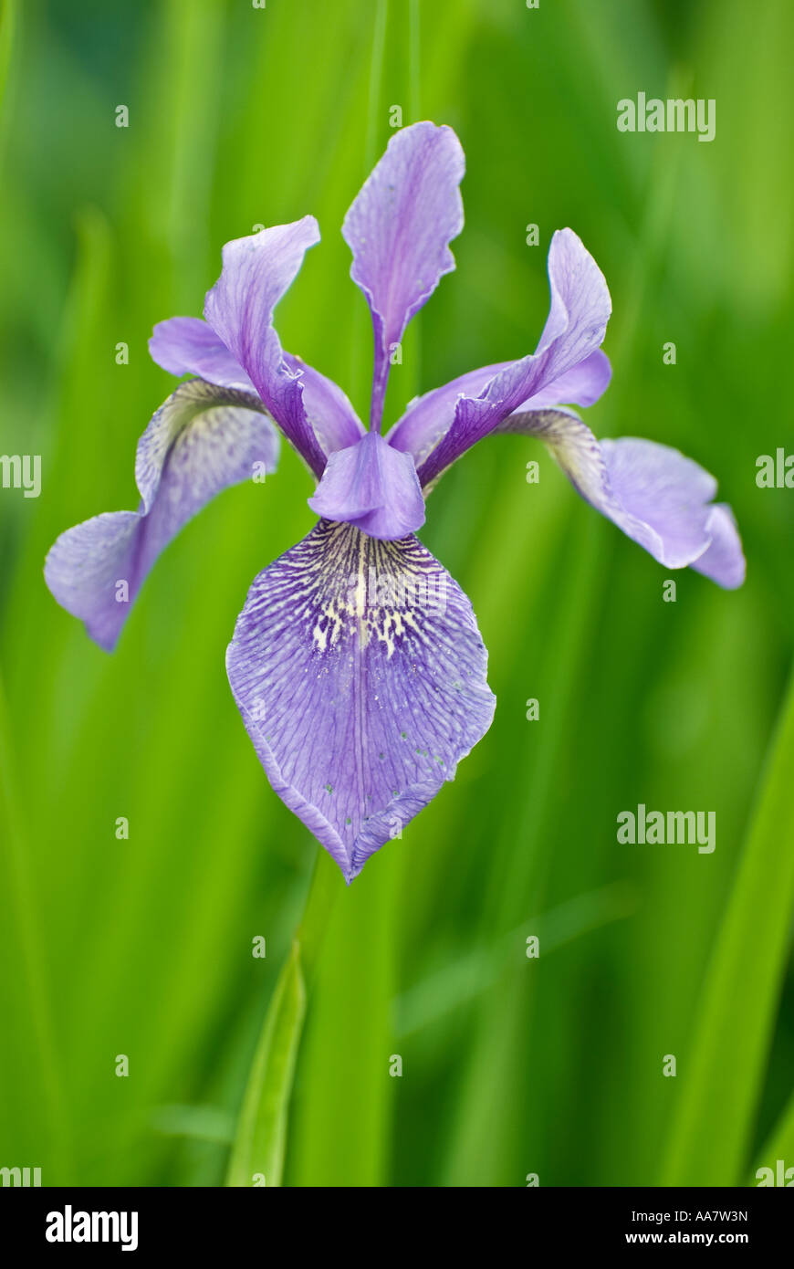 Iris flower hi-res stock photography and images - Alamy