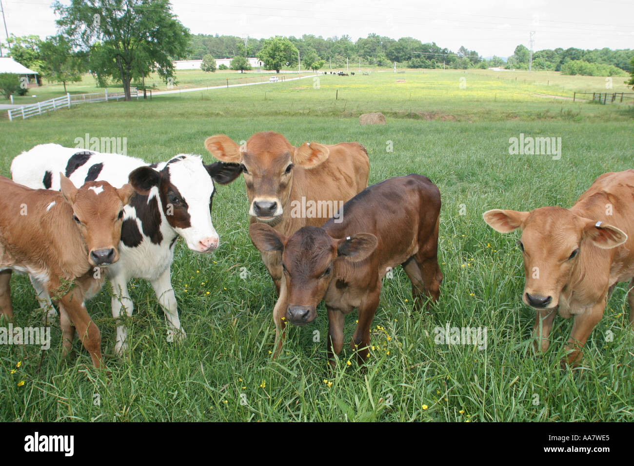 Alabama Alexandria,Wright Dairy farm,agriculture,farming,agriculture ...