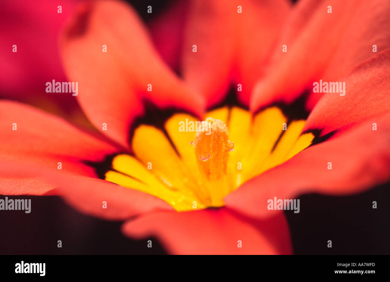 Sparaxis harlequin flower hi-res stock photography and images - Alamy