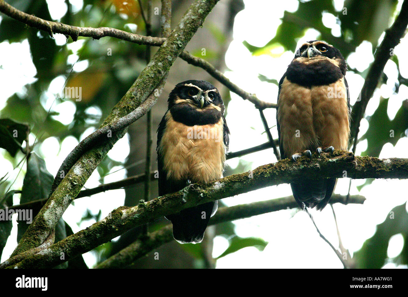 Spectacled Owls in the rainforest at Cerro Pirre, Darien national park ...
