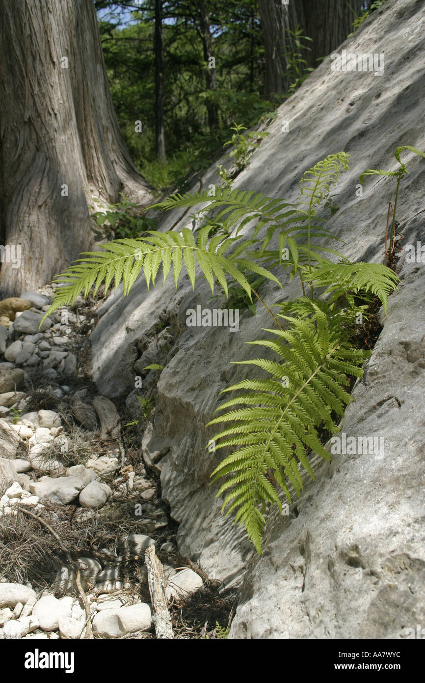 Ferns growing out of a rock Stock Photo - Alamy