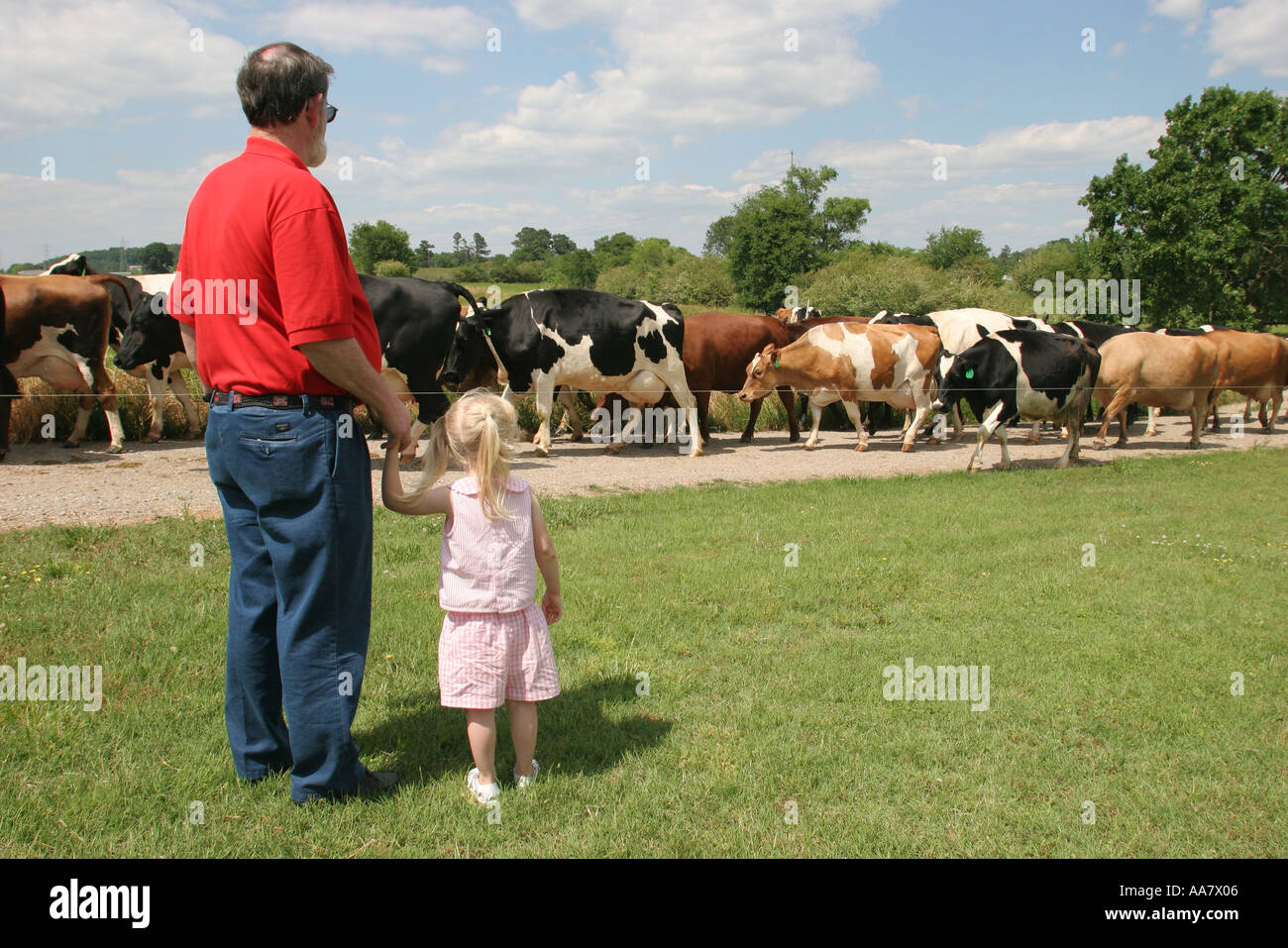 Child on farm girl cow hi-res stock photography and images - Alamy
