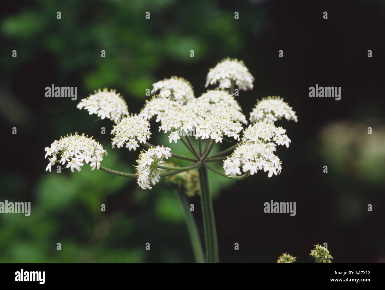 hemlock water dropwort oenanthe crocata in grassy wild wood Stock Photo ...