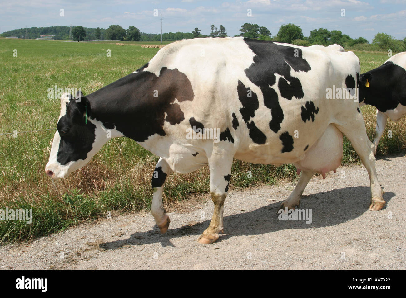 Alabama Alexandria,Wright Dairy farm,agriculture,farming,agriculture ...
