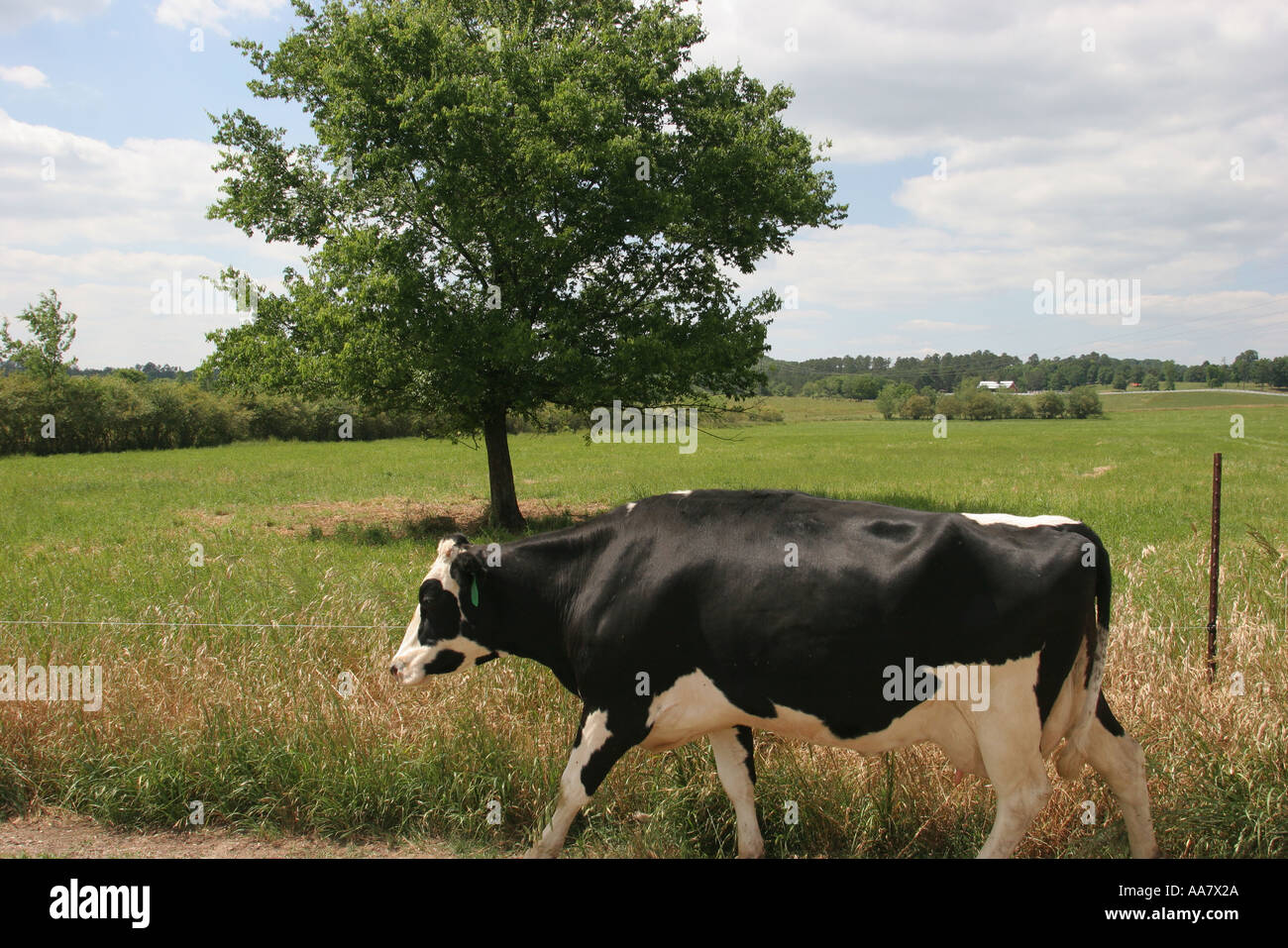 Alabama Alexandria,Wright Dairy farm,agriculture,farming,agriculture ...