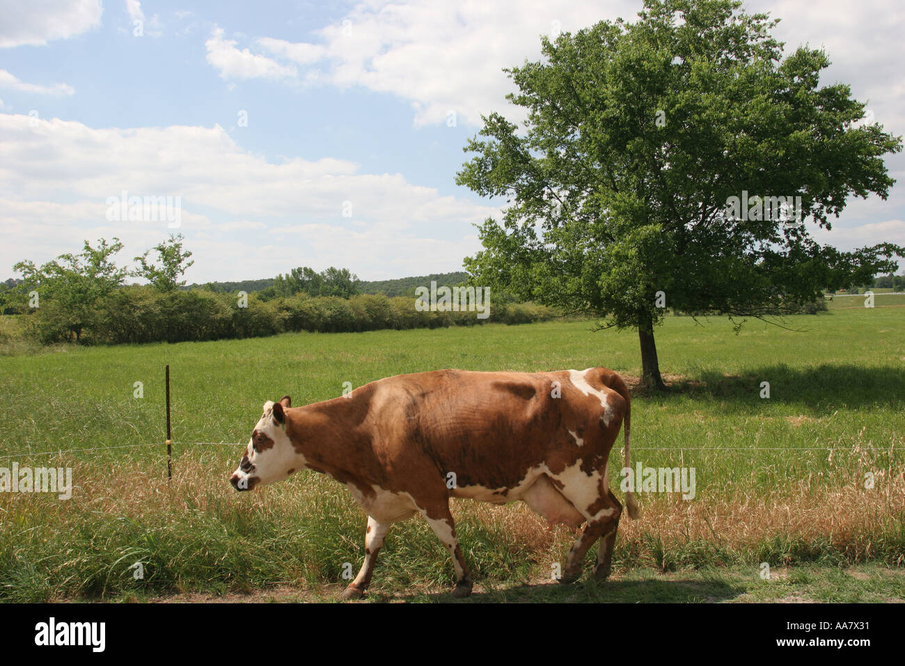Alabama Alexandria,Wright Dairy farm,agriculture,farming,agriculture ...
