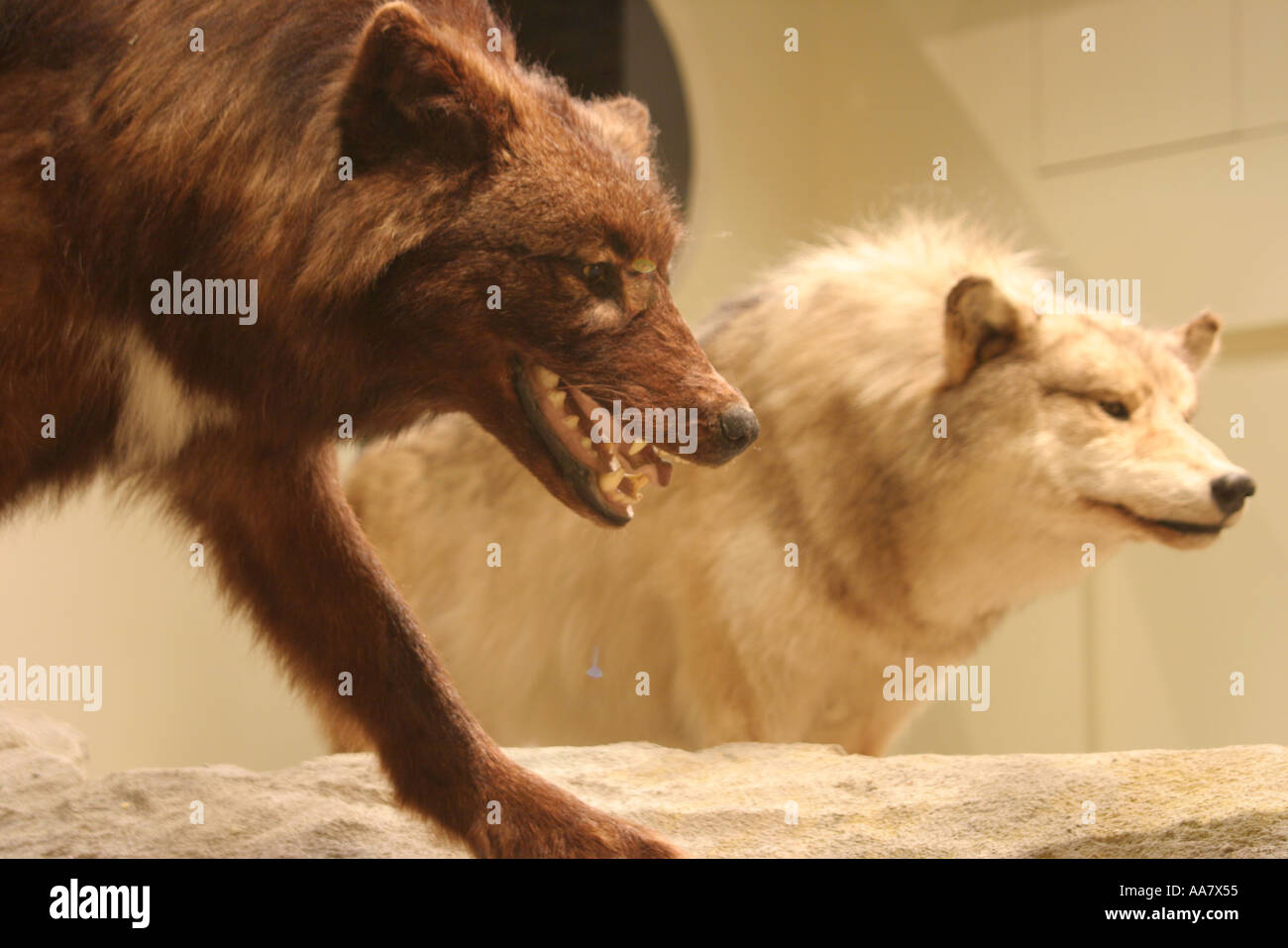 Alabama Anniston,Museum of Natural History,wolves,predators exhibit ...