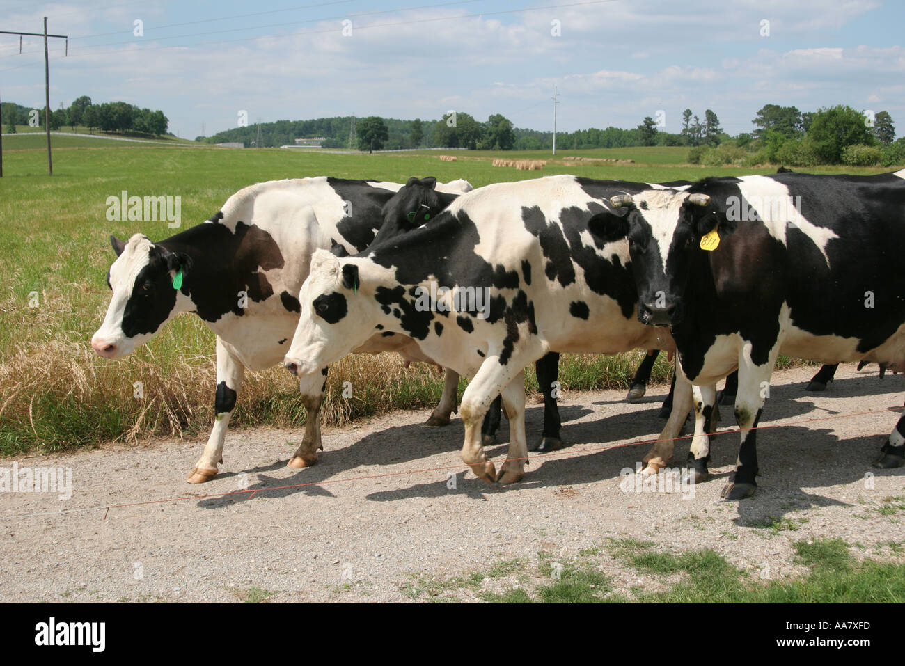 Alabama Alexandria,Wright Dairy farm,agriculture,farming,agriculture ...
