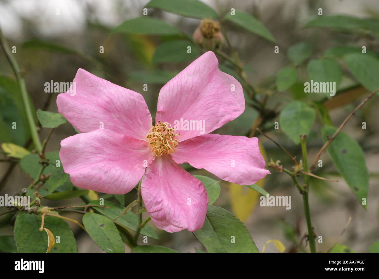 5 petal flower Phlox Stock Photo - Alamy