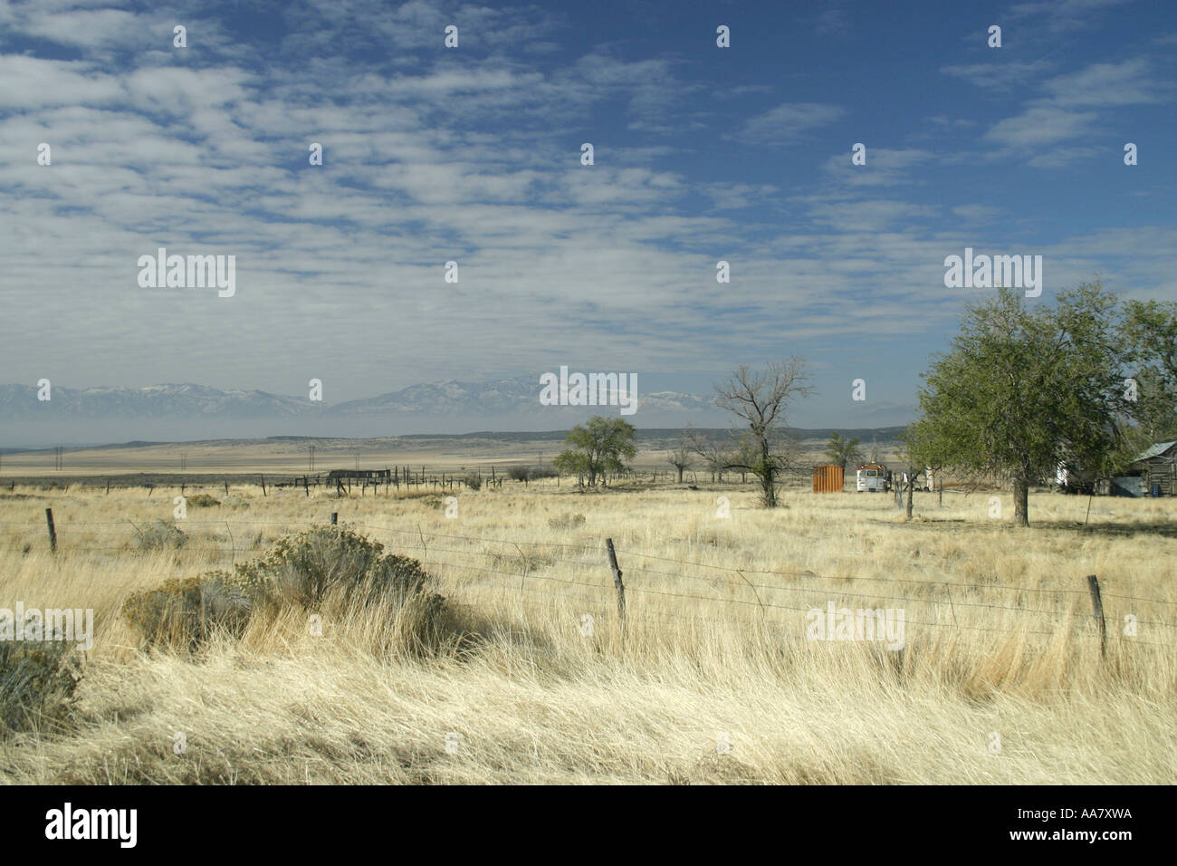 Yellow tall grass in on the plains of Utah Stock Photo - Alamy