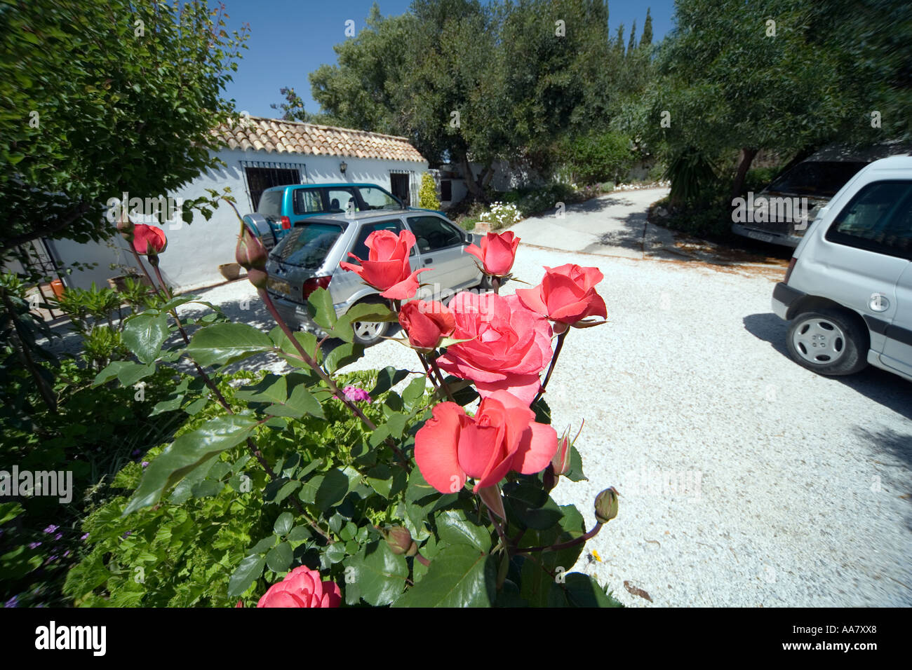 Red Roses growing in a cottage garden, Andalucia, Spain, Europe Stock ...
