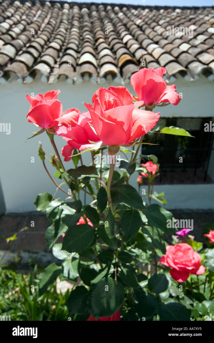 Red Roses growing in a cottage garden, Andalucia, Spain, Europe Stock ...