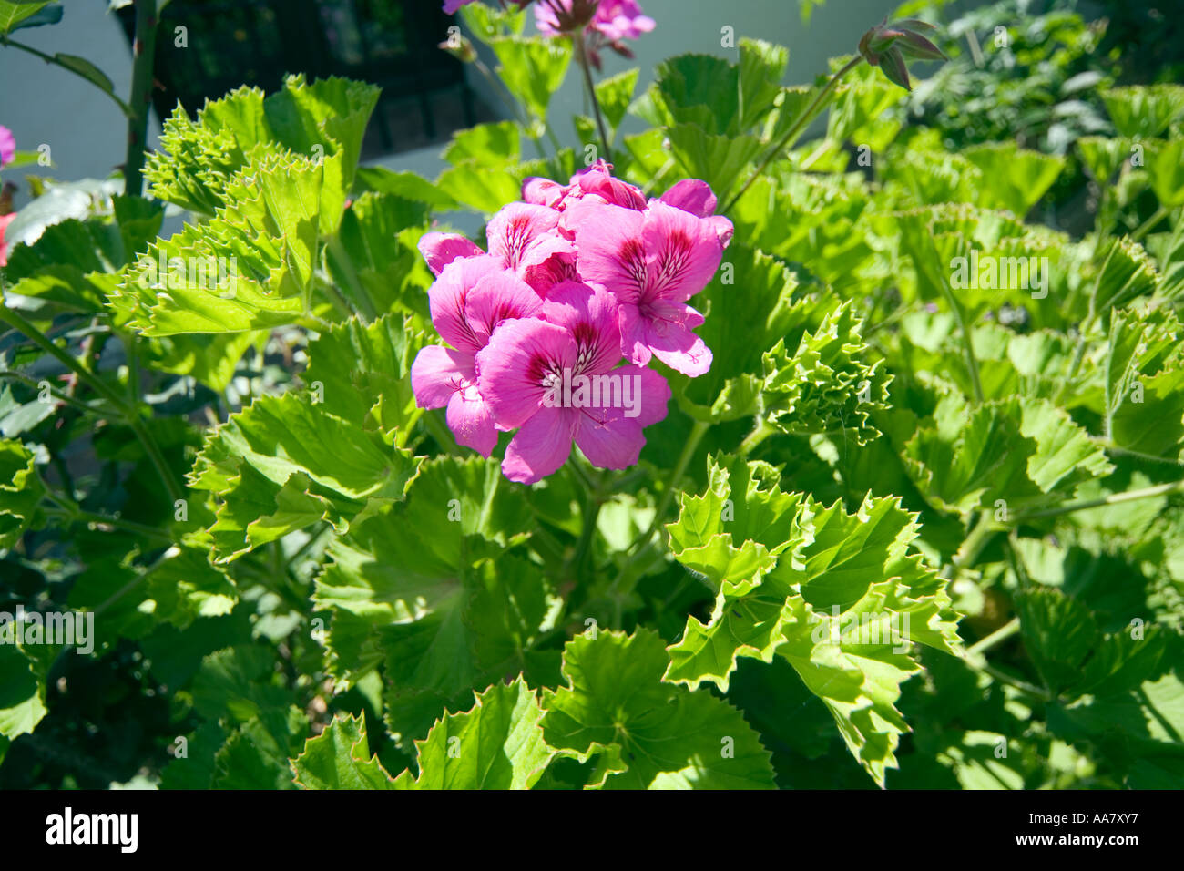 Geraniums pelargoniums Geranium pelargonium Stock Photo - Alamy