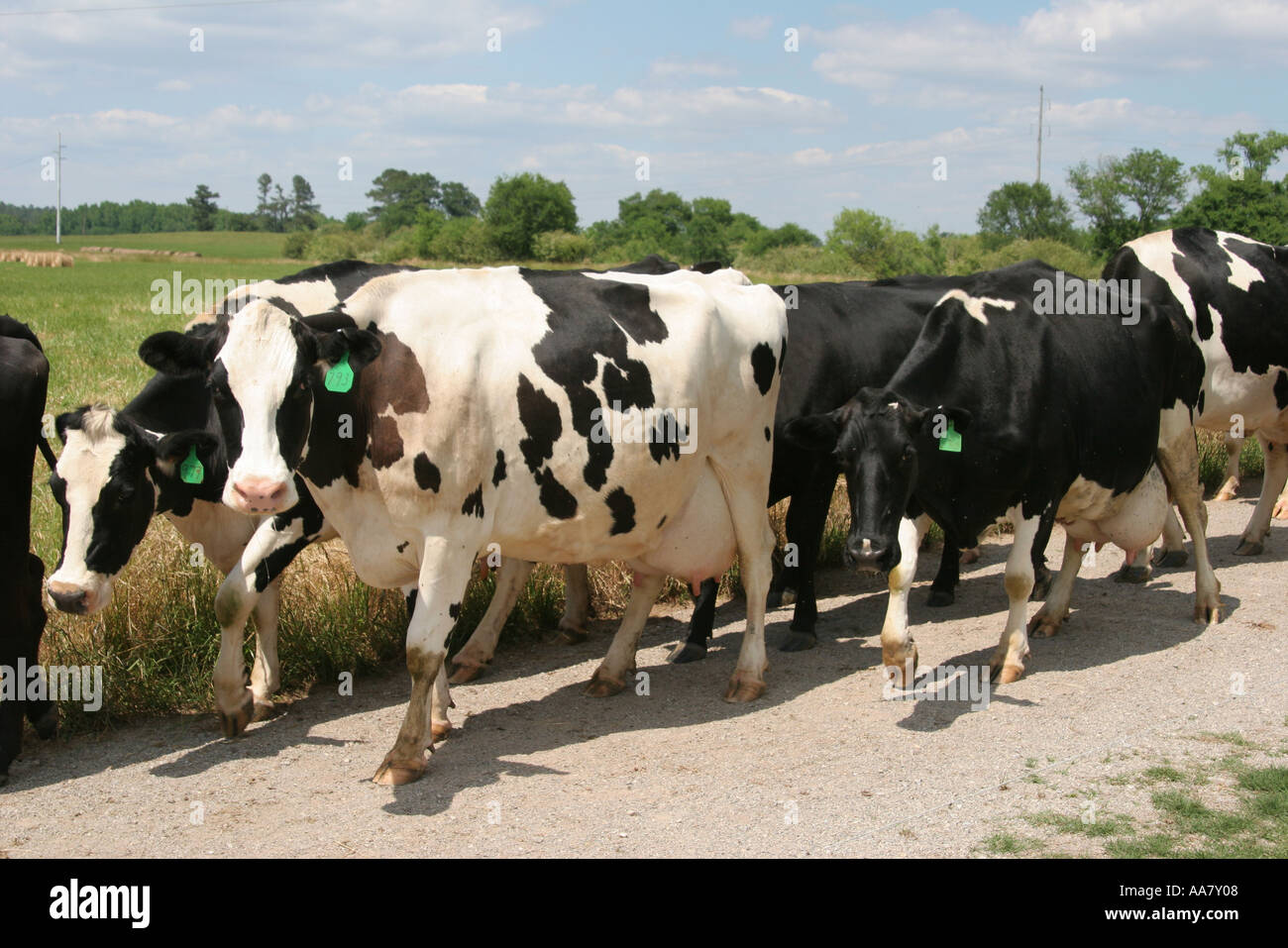 Alabama Alexandria,Wright Dairy farm,agriculture,farming,agriculture ...