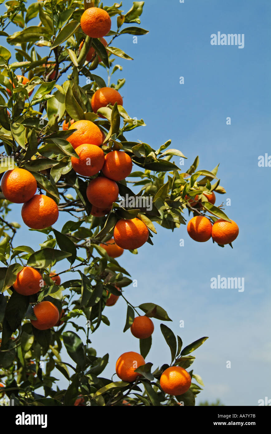 Oranges growing on trees in an orange grove Algarve Portugal EU Europe ...