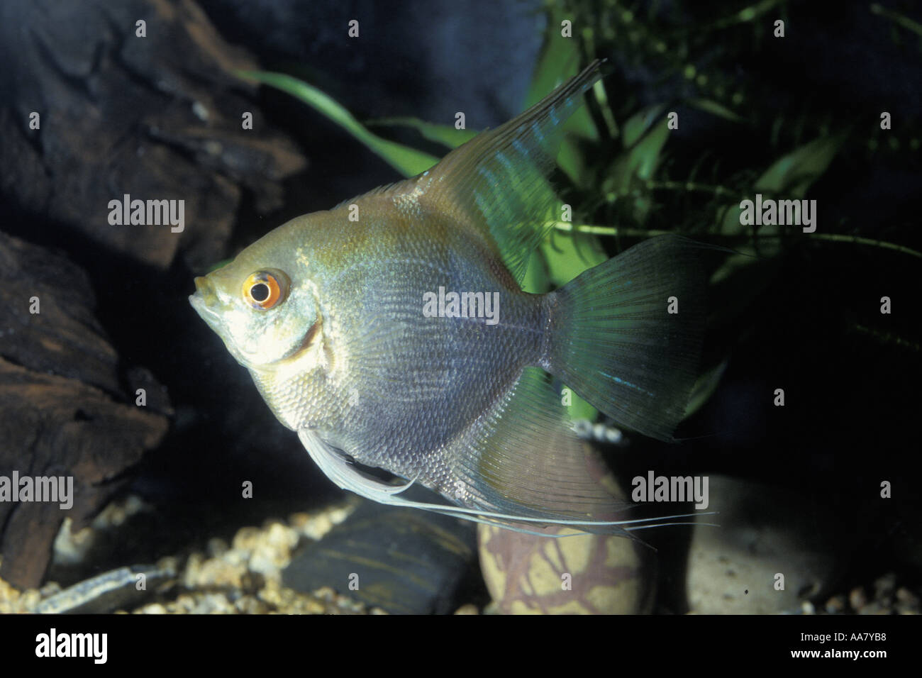 Golden angelfish hi-res stock photography and images - Alamy