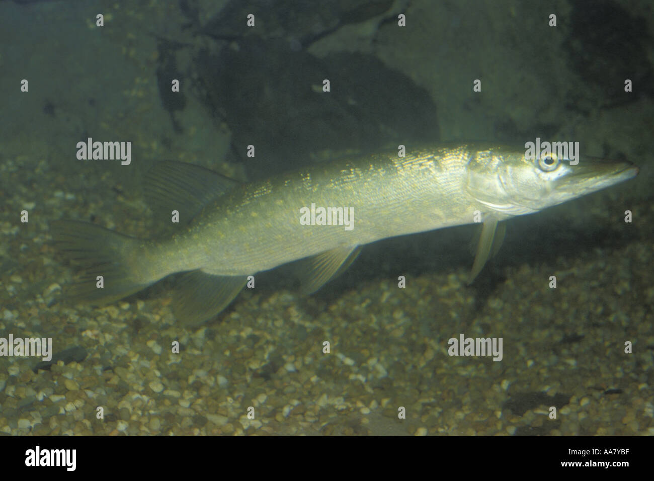 Yet another DIY Polespear-Need Information | DeeperBlue.com Forums ...