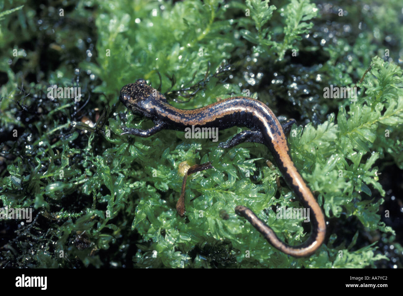 Long tail newt salamander chioglosa hi-res stock photography and images ...