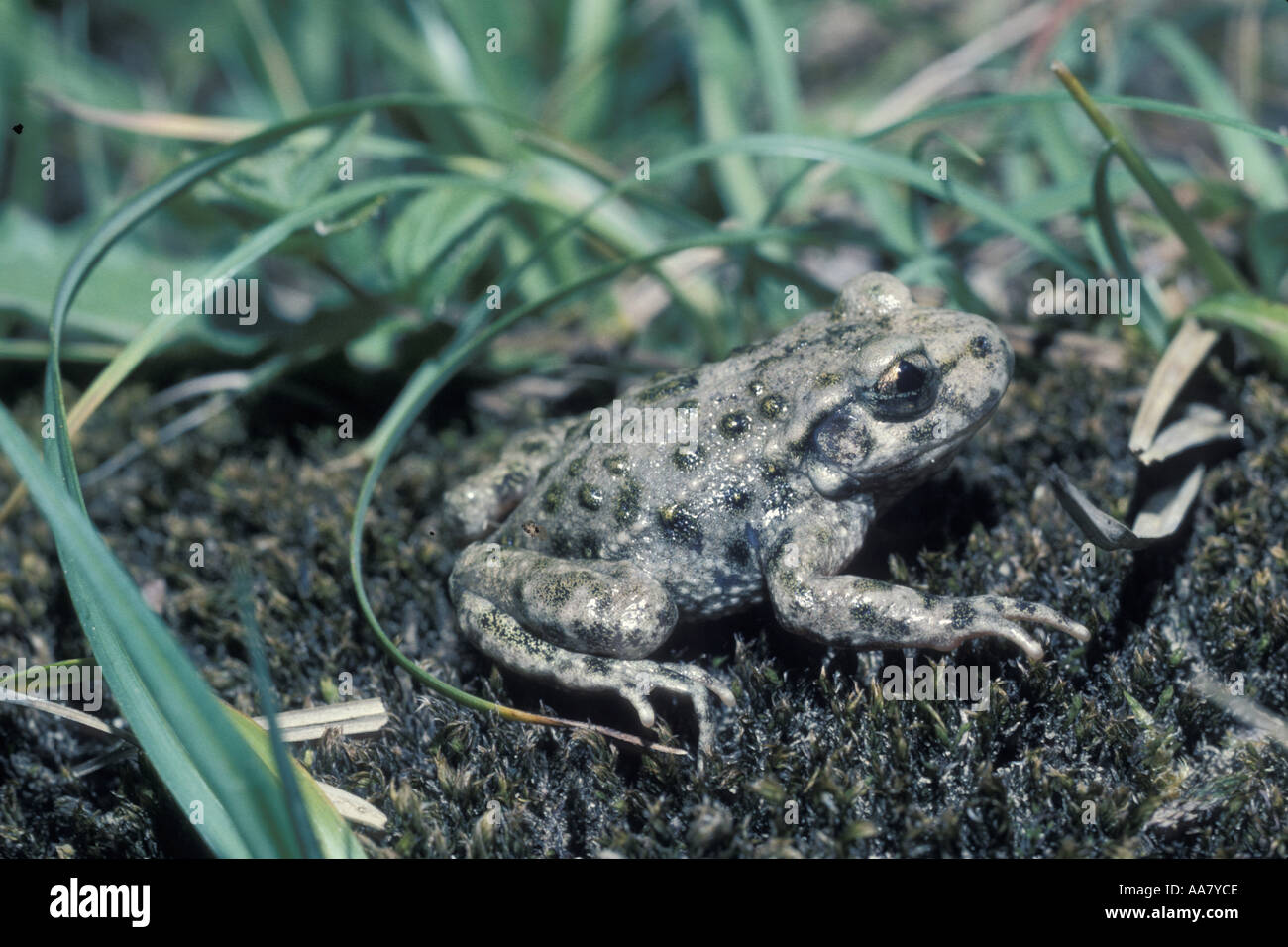 Parsley Frog Common Parsley Frog Mud diver Pelodytes punctatus Spain ...