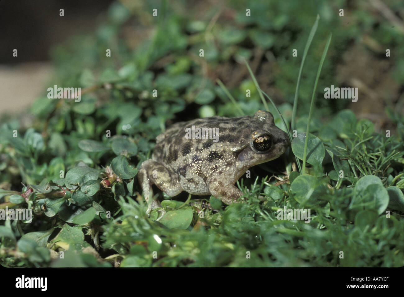Male Midwife Toad with eggs Alytes obstetricans Spain Carlos Sanz V W ...