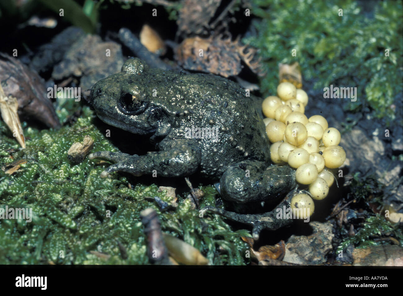 Male Midwife Toad with eggs Alytes obstetricans Spain Carlos Sanz V W ...