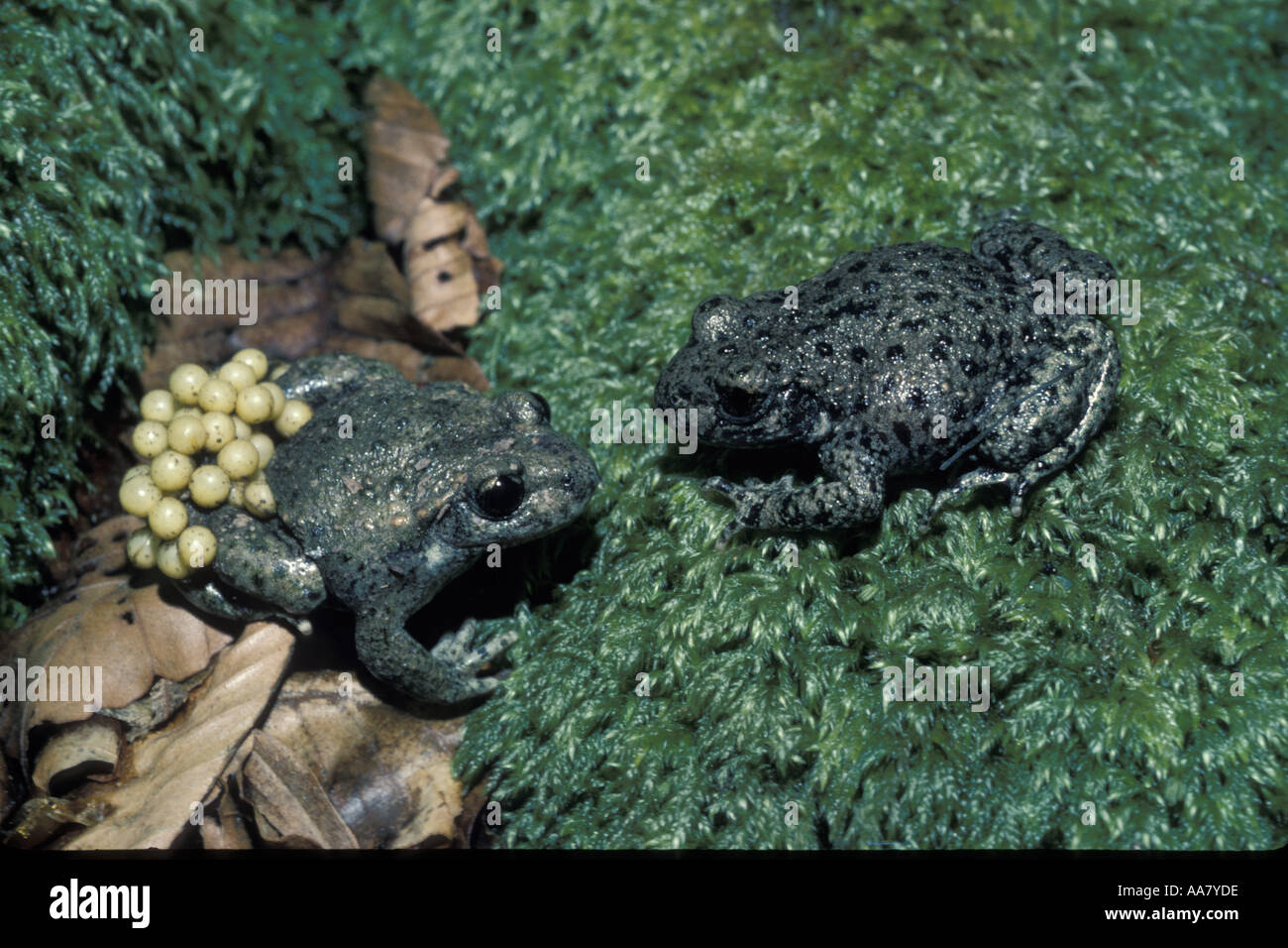 Male Midwife Toad with eggs Alytes obstetricans Spain Carlos Sanz V W ...