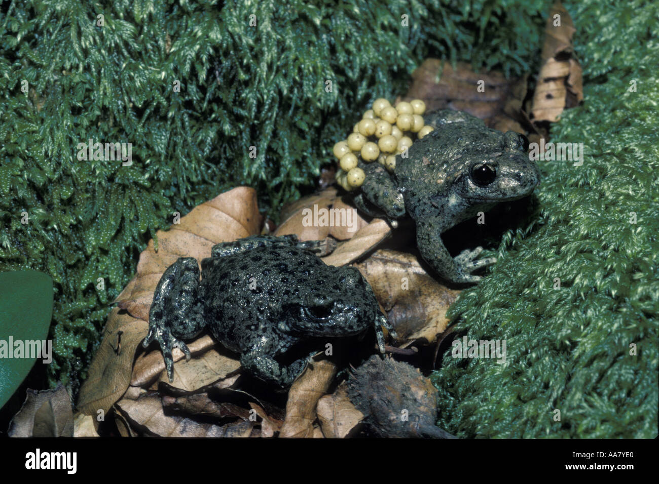 Male Midwife Toad with eggs Alytes obstetricans Spain Carlos Sanz V W ...