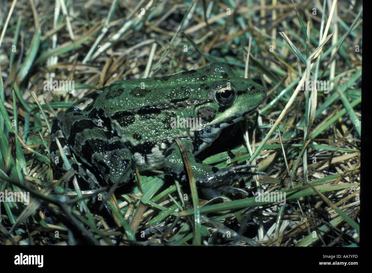 Rana comun hi-res stock photography and images - Alamy